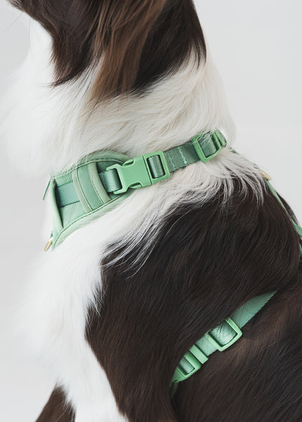 Easy Harness V2 - Emerald | Gentle Pup