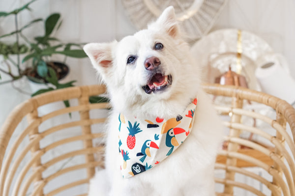 Bandana - Aloha Alice | Gentle Pup